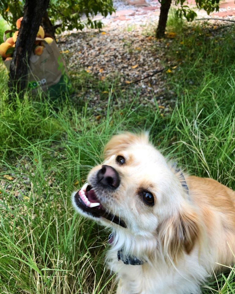 Howling at Osito – The McNeese Review